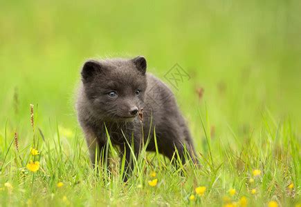 东德州巴伐利亚公园欧洲野猫欧洲森林中的动物的高清图片下载 正版图片505051616 摄图网