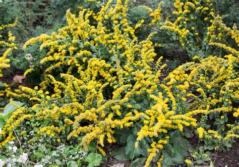 Solidago Sphacelata Golden Fleece Stonehouse Nursery