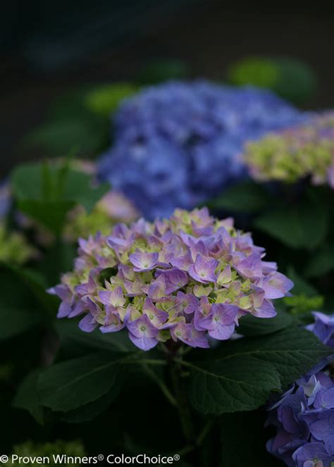 Letsdancerhythmicbluehydrangea 3 Proven Winners