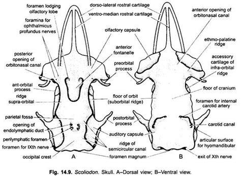 External Features Of Dogfish Scoliodon With Diagram Chordata Zoology