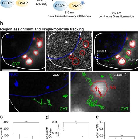 Overview Of The Single Molecule Tracking Experiments And Diffusion