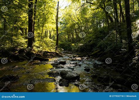 A River Is In The Middle Of An Area With Large Trees And Grass Stock Photo Image Of Banks
