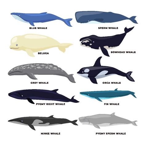 Different Types Of Whale Untuk Ilustrasi Foto Stok Dan Gambar Tanpa
