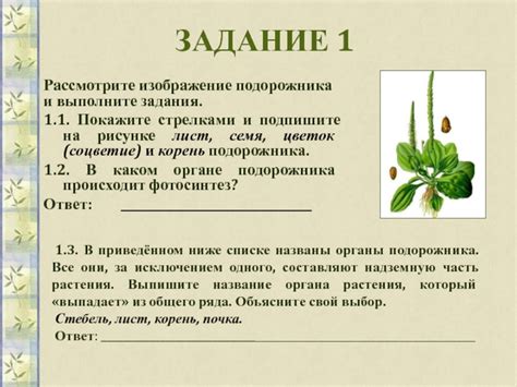 ВПР по биологии 5 класс (5 вариант) УМК любой презентация, доклад