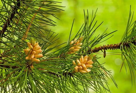 Pine Pollen And Testosterone Pine Pollen Powder Cell Cracked Pine