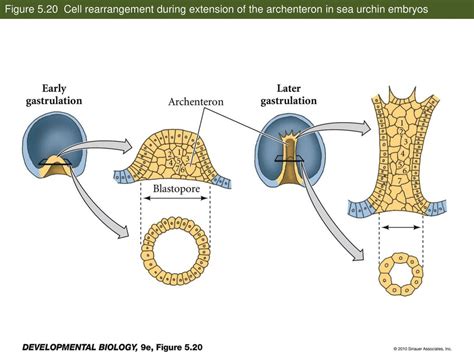 Figure 5 1 Cell Cycles Of Somatic Cells And Early Blastomeres Part 1