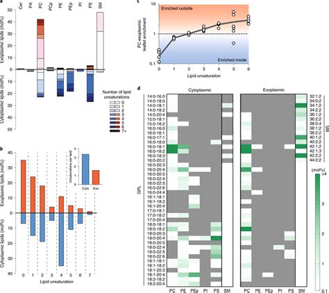Lipidomic Asymmetry Of Erythrocyte Plasma Membranes A Phospholipid