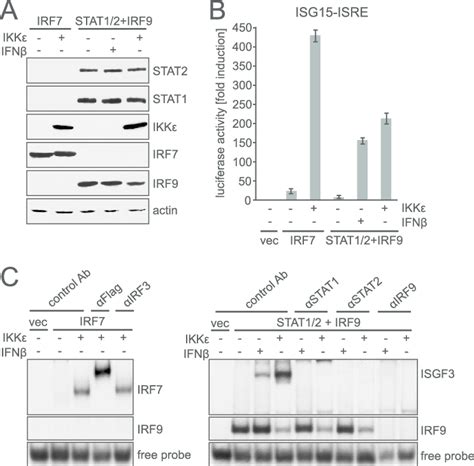 Correlating Transcriptional Activity To Irf7isgf3 Isre Binding