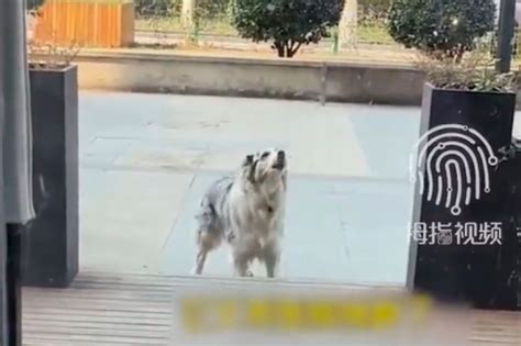 邊牧「被結紮後」氣瘋！每天必到醫院撒尿 見醫師就狂吠 寵毛星球 生活 Nownews今日新聞
