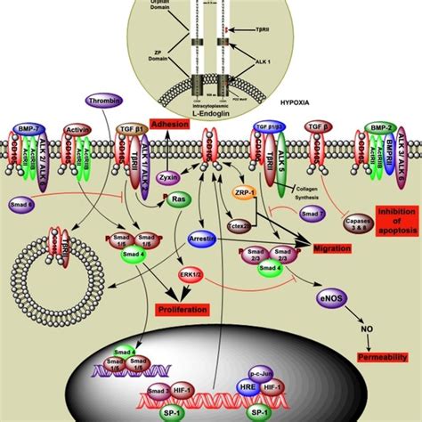Hypothetical Model Of Endoglin Structure And Function Endoglin Also