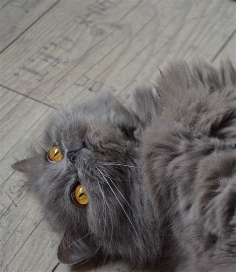 Katze Highlander British Langhaar Kostenloses Foto Auf Pixabay Pixabay