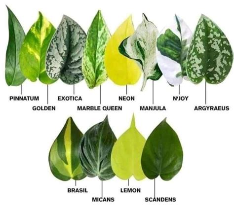 Pothos Plant Types How To Grow And Care For Pothos Houseplants