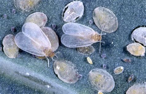 Mosca Branca Características Como Evitar Habitat E Fotos Mundo