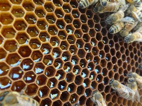 심술 부린 5월의 하늘벌들이 죽고 있다