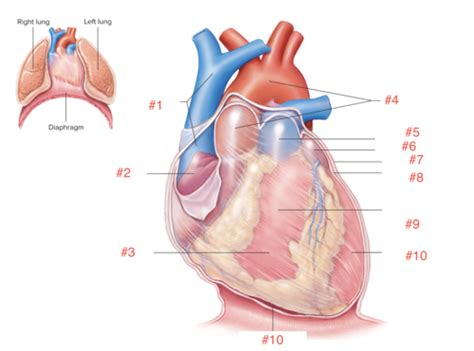 Chapter 25 Cardiovascular System Labeling Flashcards Quizlet
