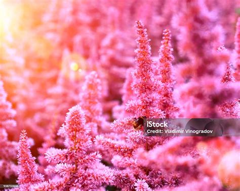 솜 털 핑크 Panicles와 꽃 좋은 배경에서 범블 비 Astilbe 꽃의 아름 다운 숲 0명에 대한 스톡 사진 및 기타