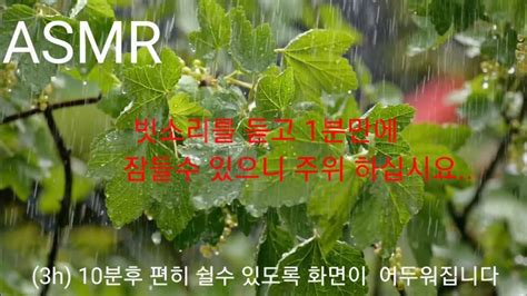 🔴나무잎에 떨어지는 빗물 빗소리 비오는 소리 잘때듣는asmr🔴 10분후 화면 어두워 집니다 Youtube