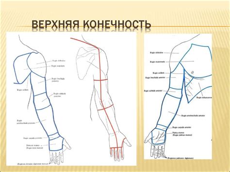Плечо И Предплечье У Человека Картинки Анатомия Telegraph