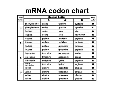 Rna Codon Chart Pdf At Regina Tate Blog