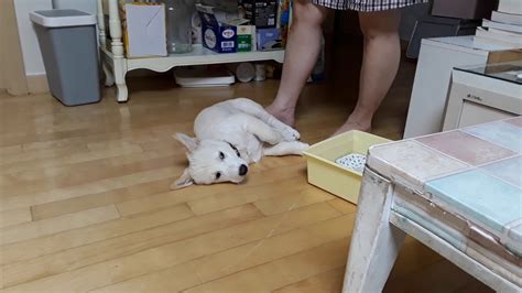 귀찮아서 누운 강아지 Youtube