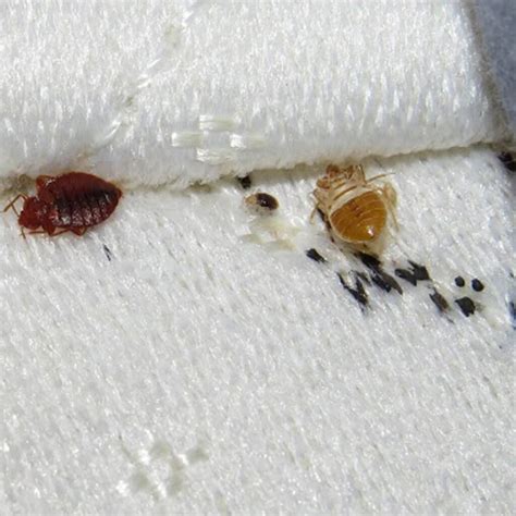 Bed Bug Treatment Control Service In Mumbai Id 2849494803991