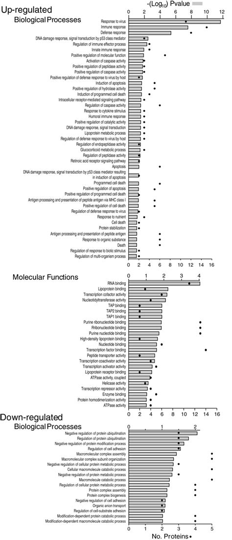 Gene Ontology Analyses Of Up Regulated And Down Regulated Proteins
