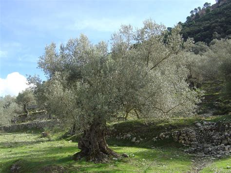 Olea