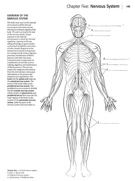 08 Intro Nervous System Coloring Book Pdf Neuron Axon
