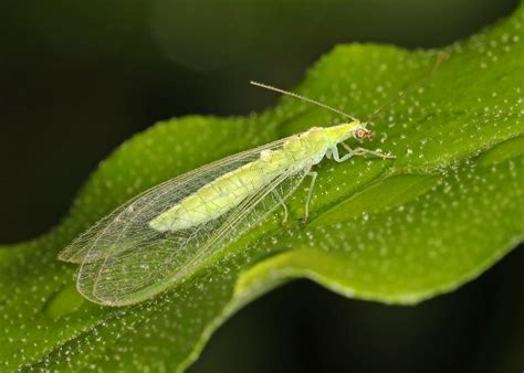 Red Spider Mites Identification And Solutions