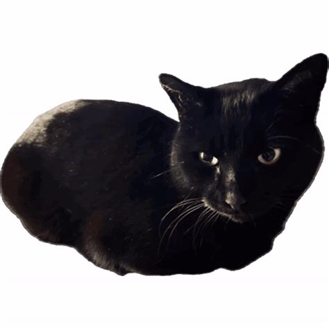 Oia Uia Sticker Oia Uia Oia Cat Discover Share GIFs