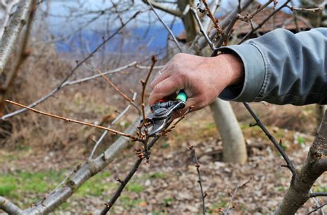 Wassertriebe Wann Und Wie Entfernt Man Sie