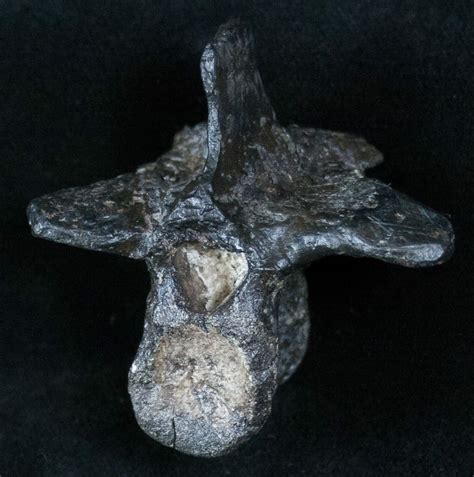 Rare 2 Tall Othnielia Dorsal Vertebra Skull Creek Quarry 13322