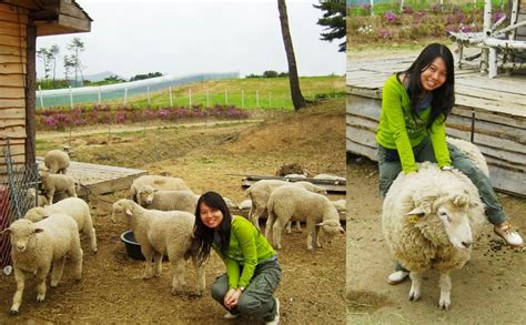 Business Ideas Small Business Ideas Sheep Farming Business