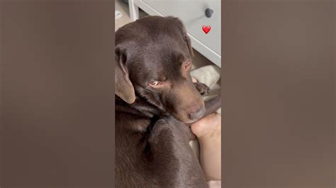 초코랩 대형견 래브라도 리트리버 Labrador Chocolatelab 멍멍이 강아지 Youtube