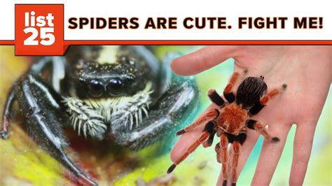 25 Most Bizarre Spiders Youtube