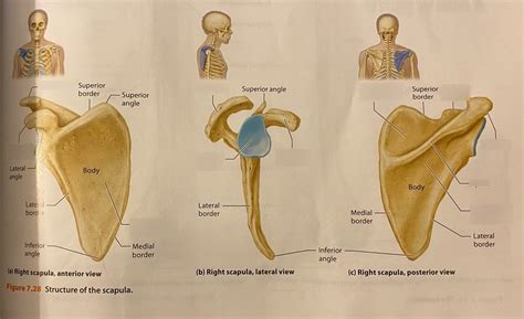 Pectoral Girdle Scapula Anterior Lateral Posterior Lab Exam 2