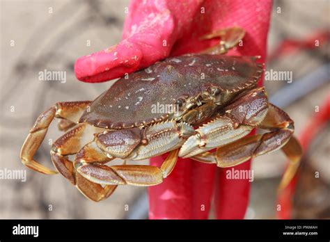 A Close Up Of A Dungeness Crab Metacarcinus Magister Being Held By A