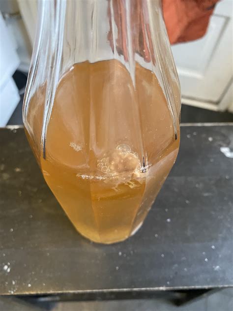 Mini Scoby On 2f Normal R Kombucha