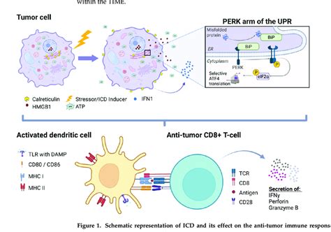 Schematic Representation Of Icd And Its Effect On The Anti Tumor Immune Download Scientific