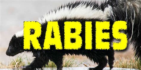 New Map Keeps Track Of Rabies Cases