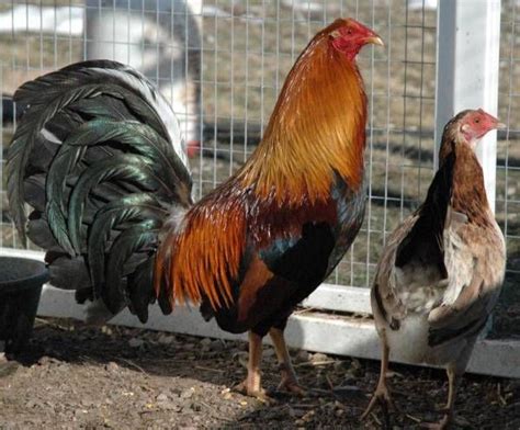 Pin On Rooster Breeds