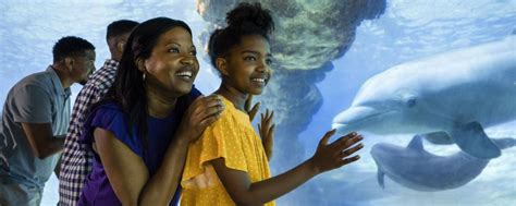 Discount Seaworld Orlando Tickets