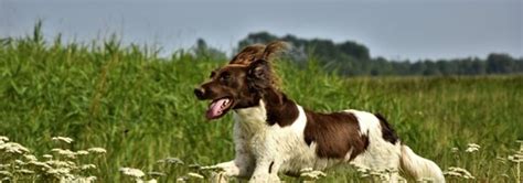 Cocker Spaniel Archives Trust My Pet Sitter
