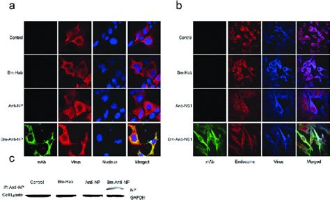 Confocal Laser Scanning Microscopy Of The Localization Of The