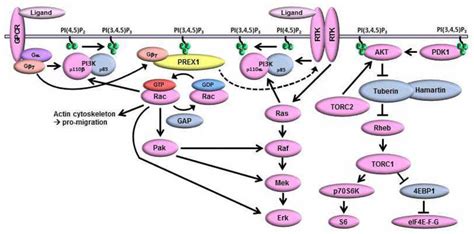 Model Of Pi3k Dependent P Rex1 Positive Feedback To Activate Rac