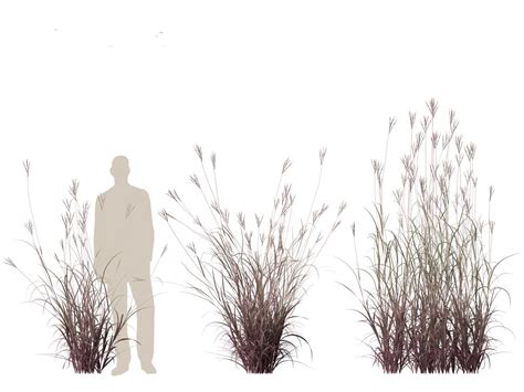 Andropogon Gerardii Big Bluestem Grass 01 3d Model Turbosquid 2148366