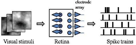 Figure 11 From Automatic Regularization Technique For The Estimation Of Neural Receptive Fields