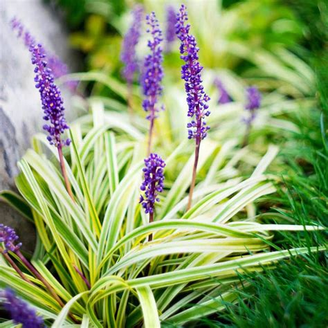 Variegated Outdoor Plants
