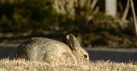 Lush Conditions Fuel Colorado Increase In Rabbit Fever Cbs Colorado