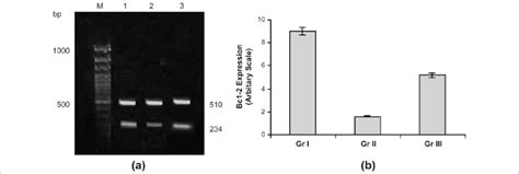 Bcl 2 Gene Expression A Representative Photograph Of The Expression